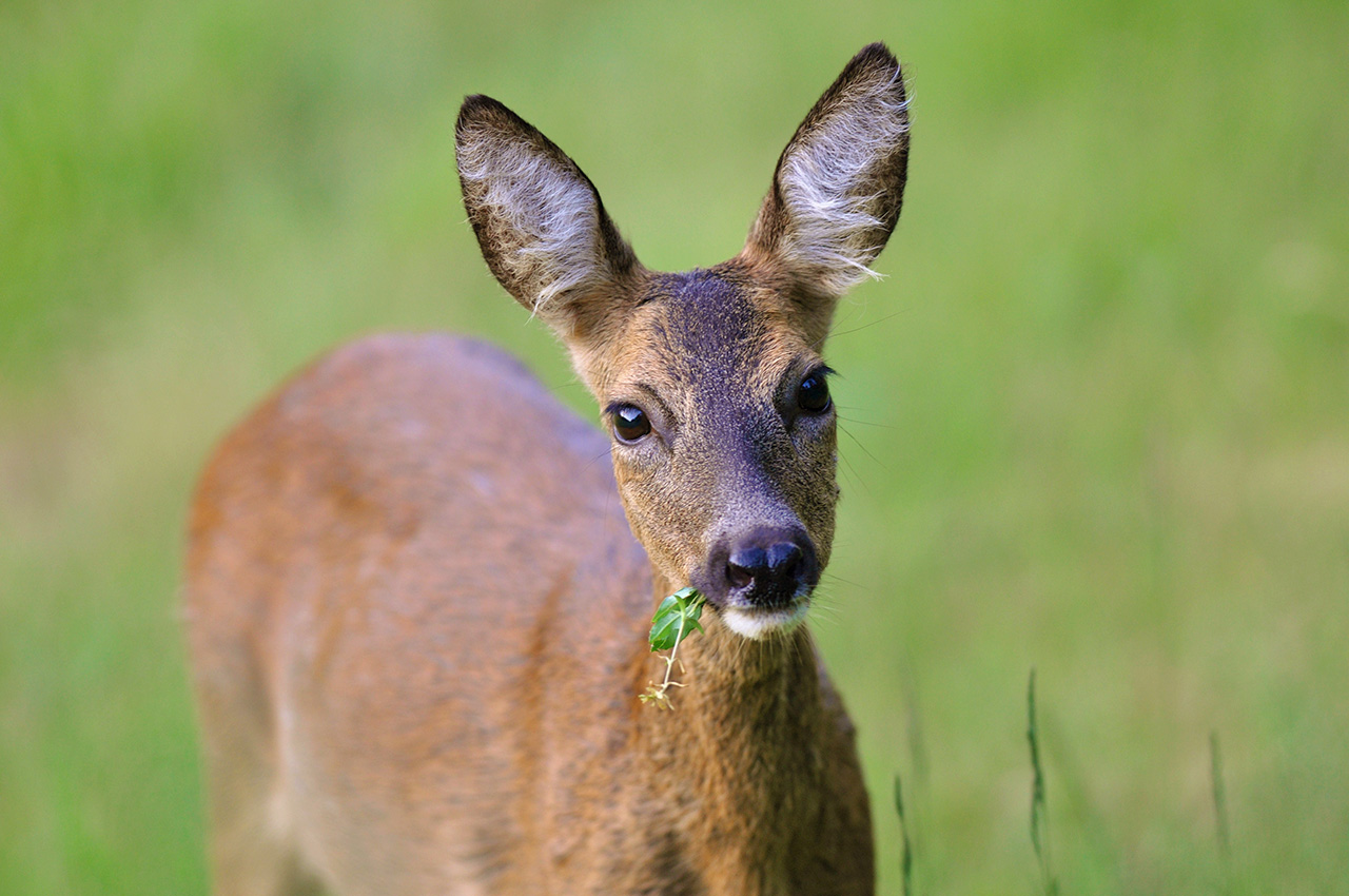 Ricke (Forum für Naturfotografen)
