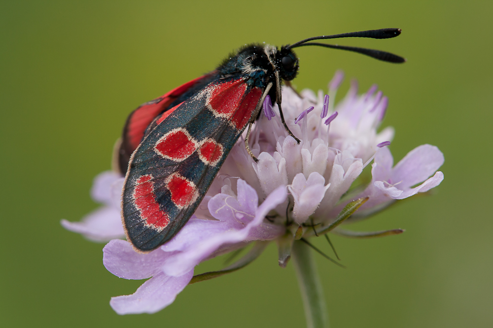 Esparsetten-Widderchen (Forum für Naturfotografen)