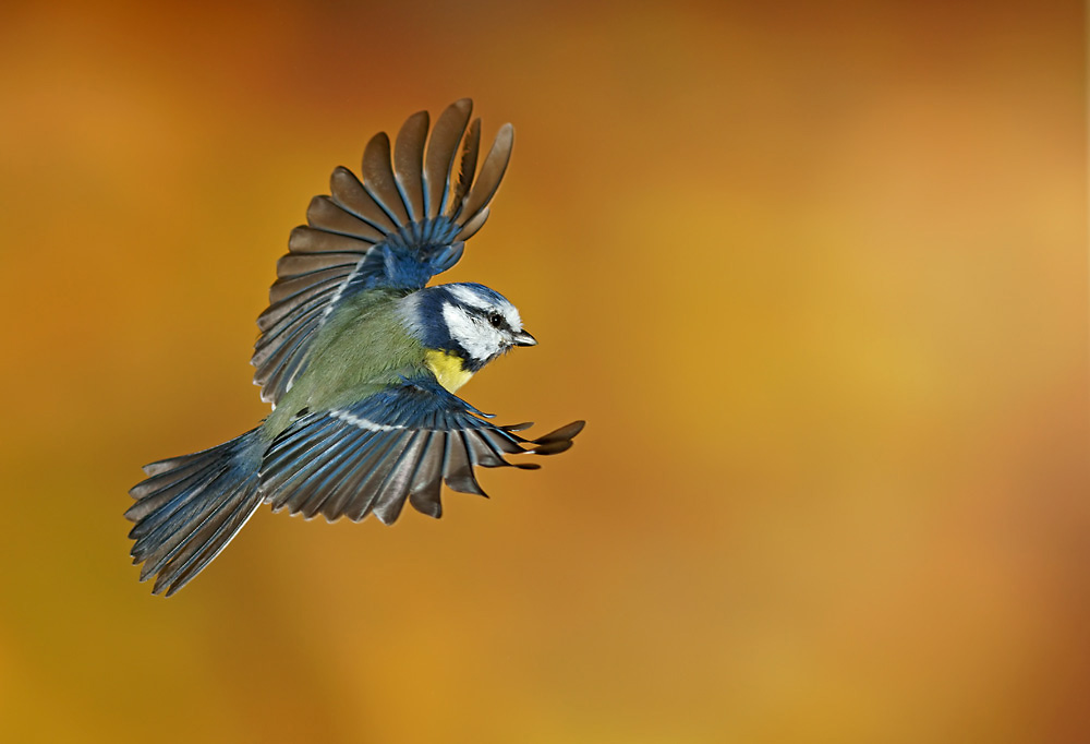 Blaumeise (Forum für Naturfotografen)