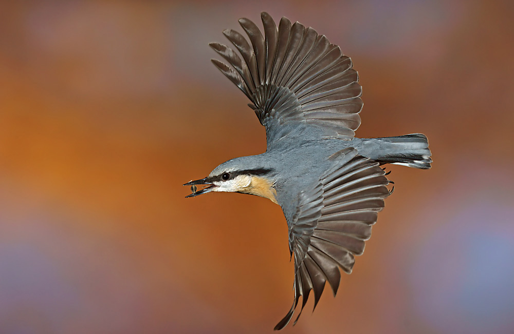 Kleiber (Forum für Naturfotografen)