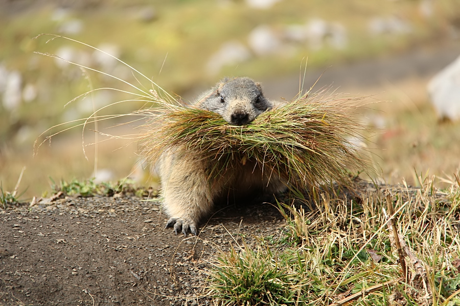 Murmel Tier (Forum für Naturfotografen)