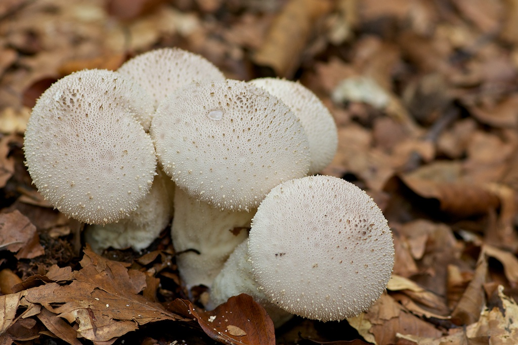 Bovist (Forum für Naturfotografen)