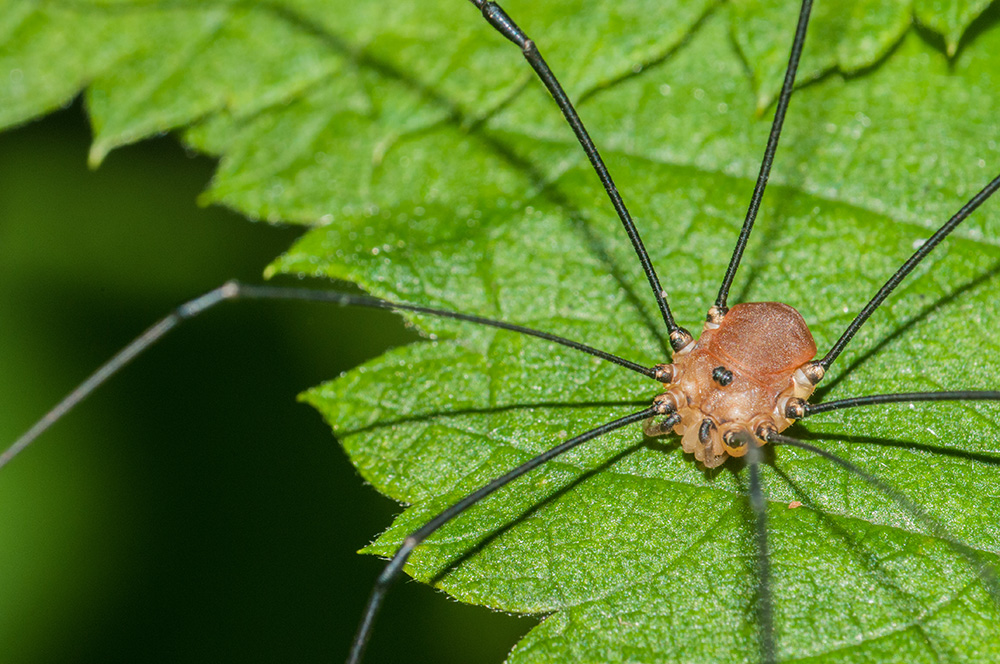 Ein Weberknecht (Forum für Naturfotografen)