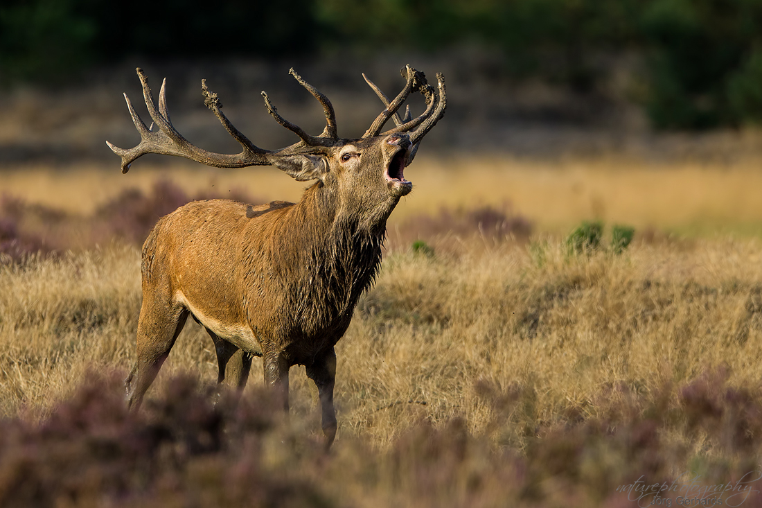 Kraftvoll....... (Forum für Naturfotografen)