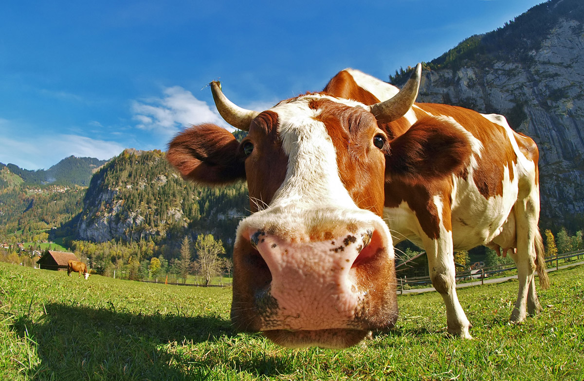 Muuuuuh! (Forum für Naturfotografen)