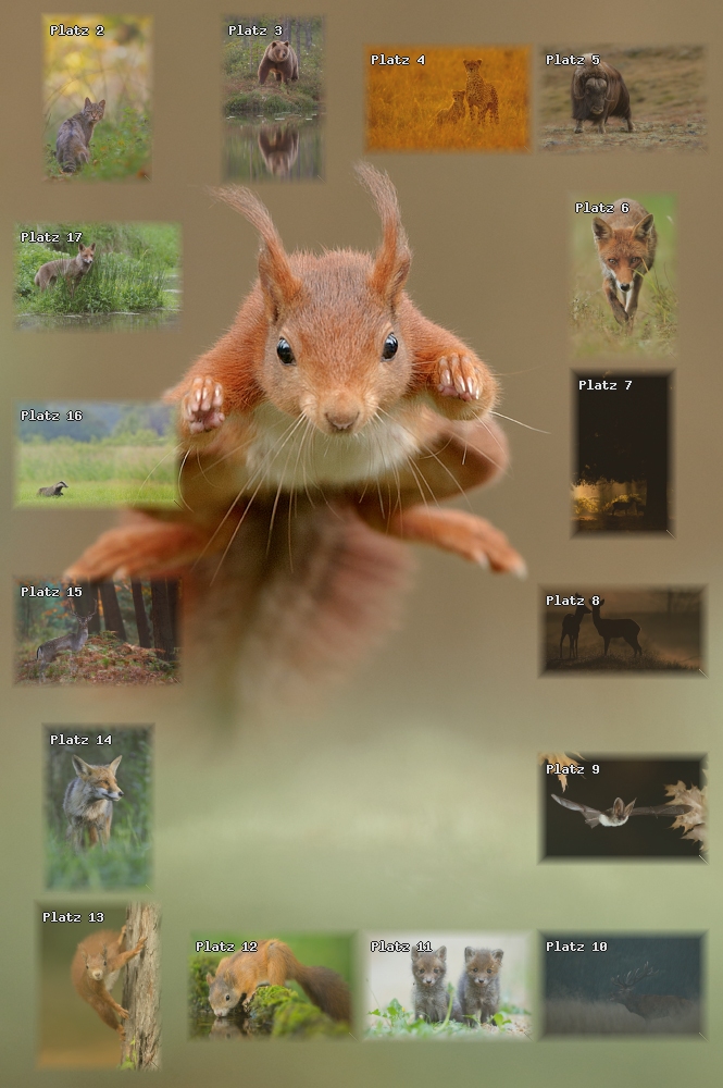 Tierbild des Monats Oktober 2012 (Forum für Naturfotografen)