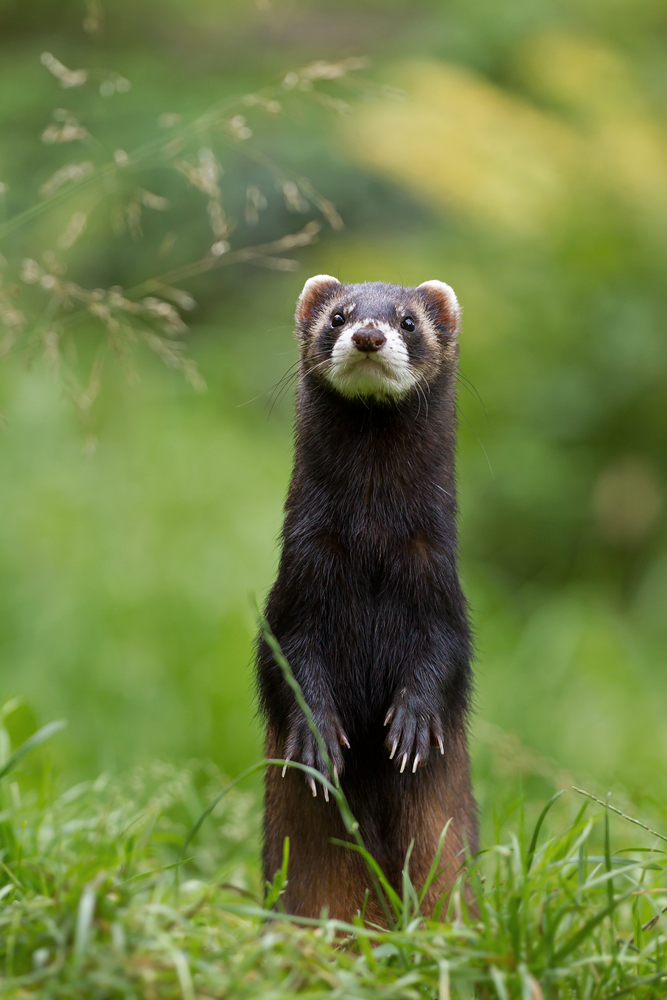 Kleiner Bankräuber (Forum für Naturfotografen)