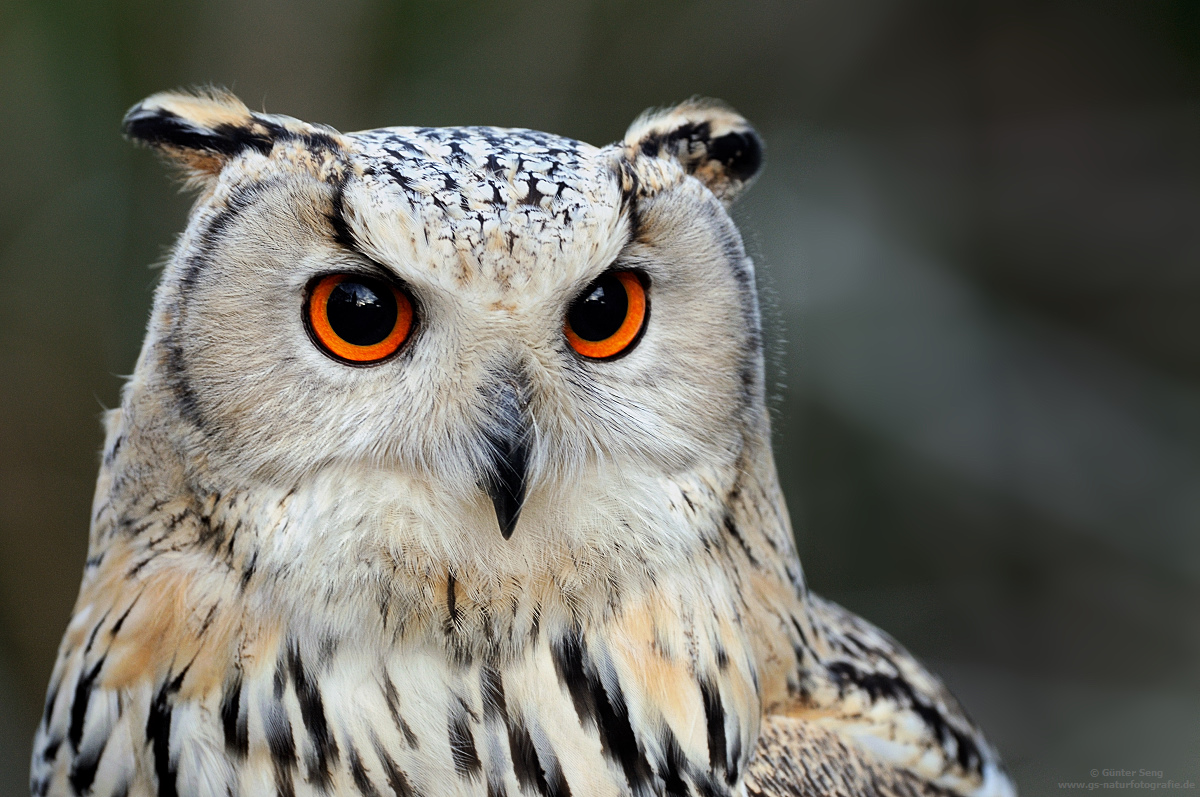 Junger Sibirischer Uhu.. (Forum für Naturfotografen)