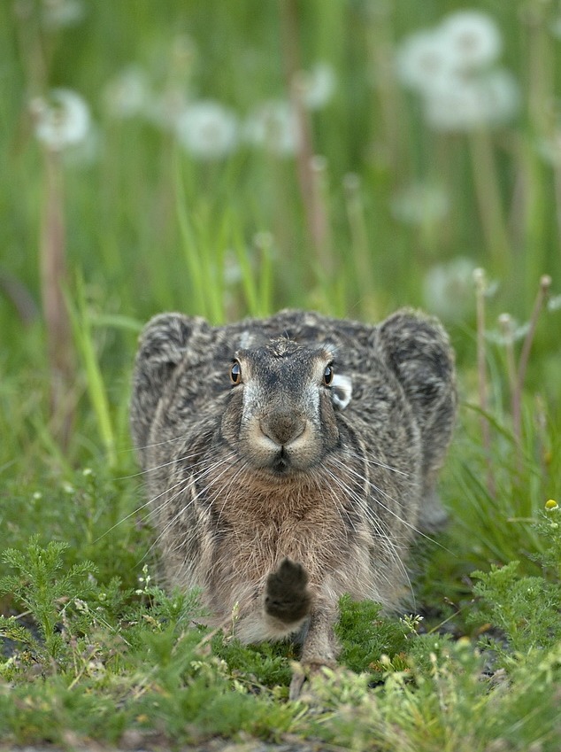 Hallo erstmal..." (Forum für Naturfotografen)