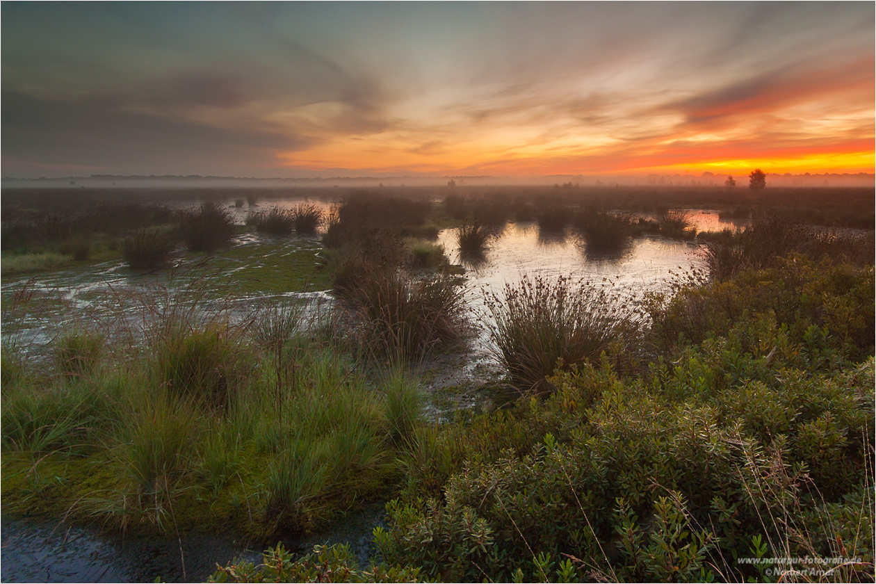 Moorimpression (Forum für Naturfotografen)