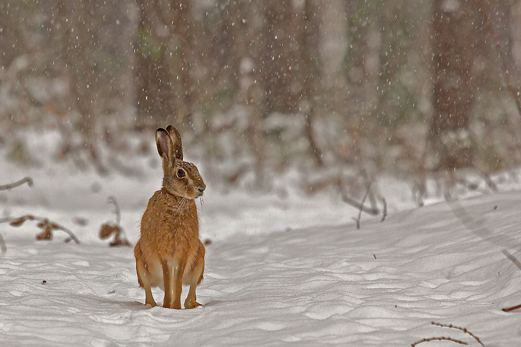 (Schnee)hase (Forum für Naturfotografen)