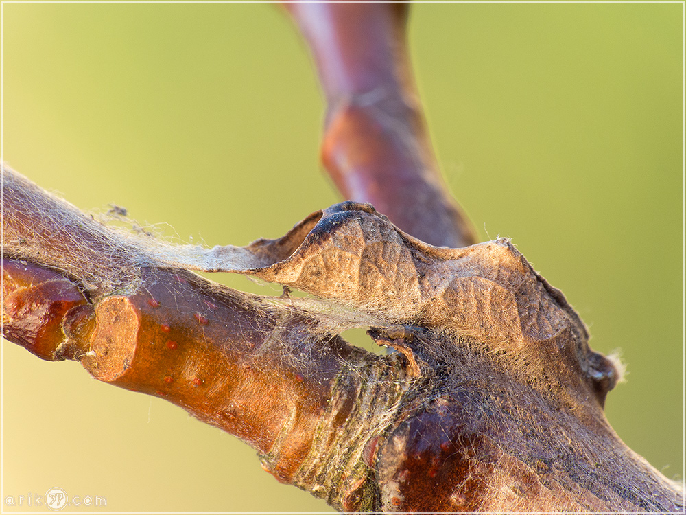 Hibernarium vom Große Eisvogel - Limenitis populi (Forum für ...