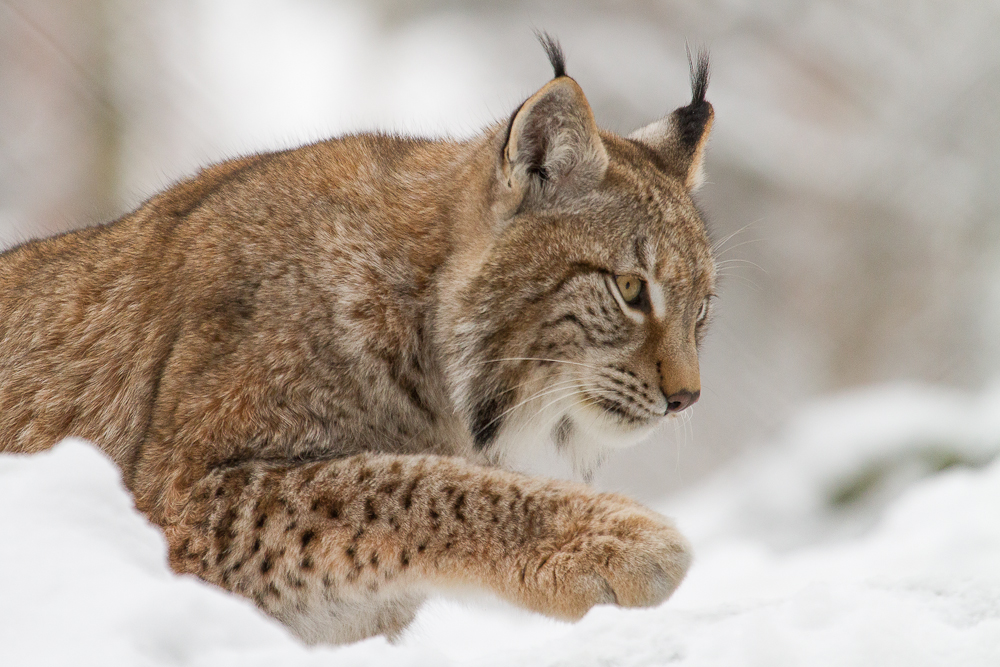 Luchs (Forum für Naturfotografen)