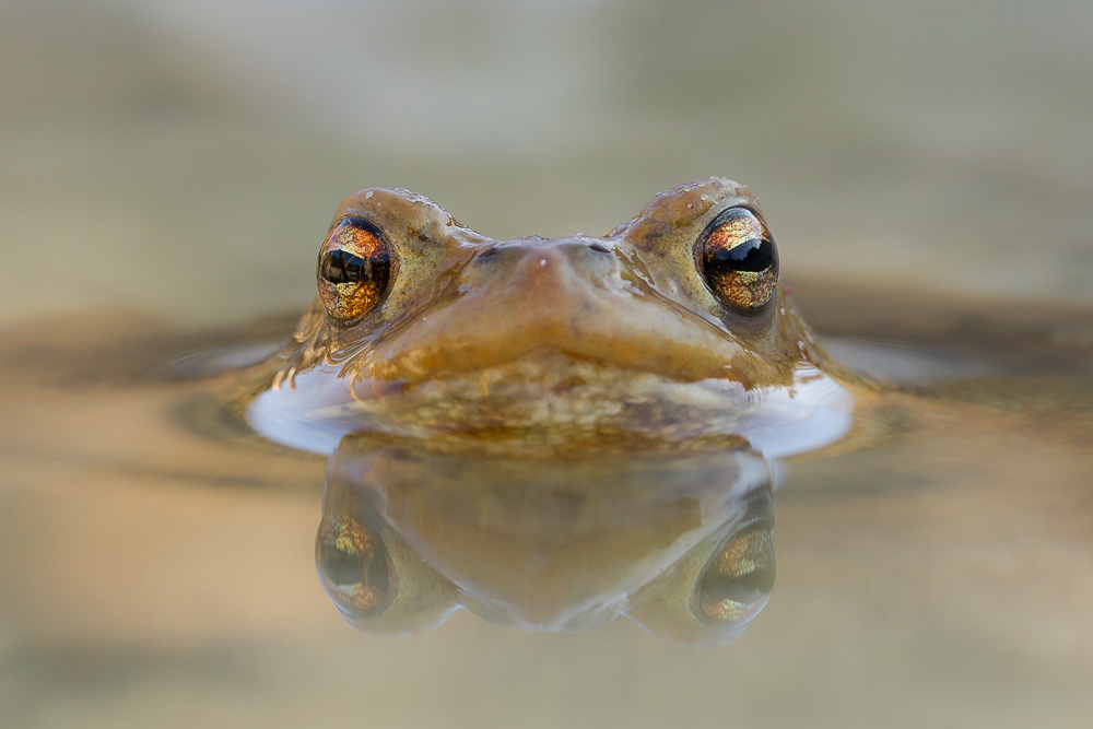 Bufo Bufo (Forum für Naturfotografen)