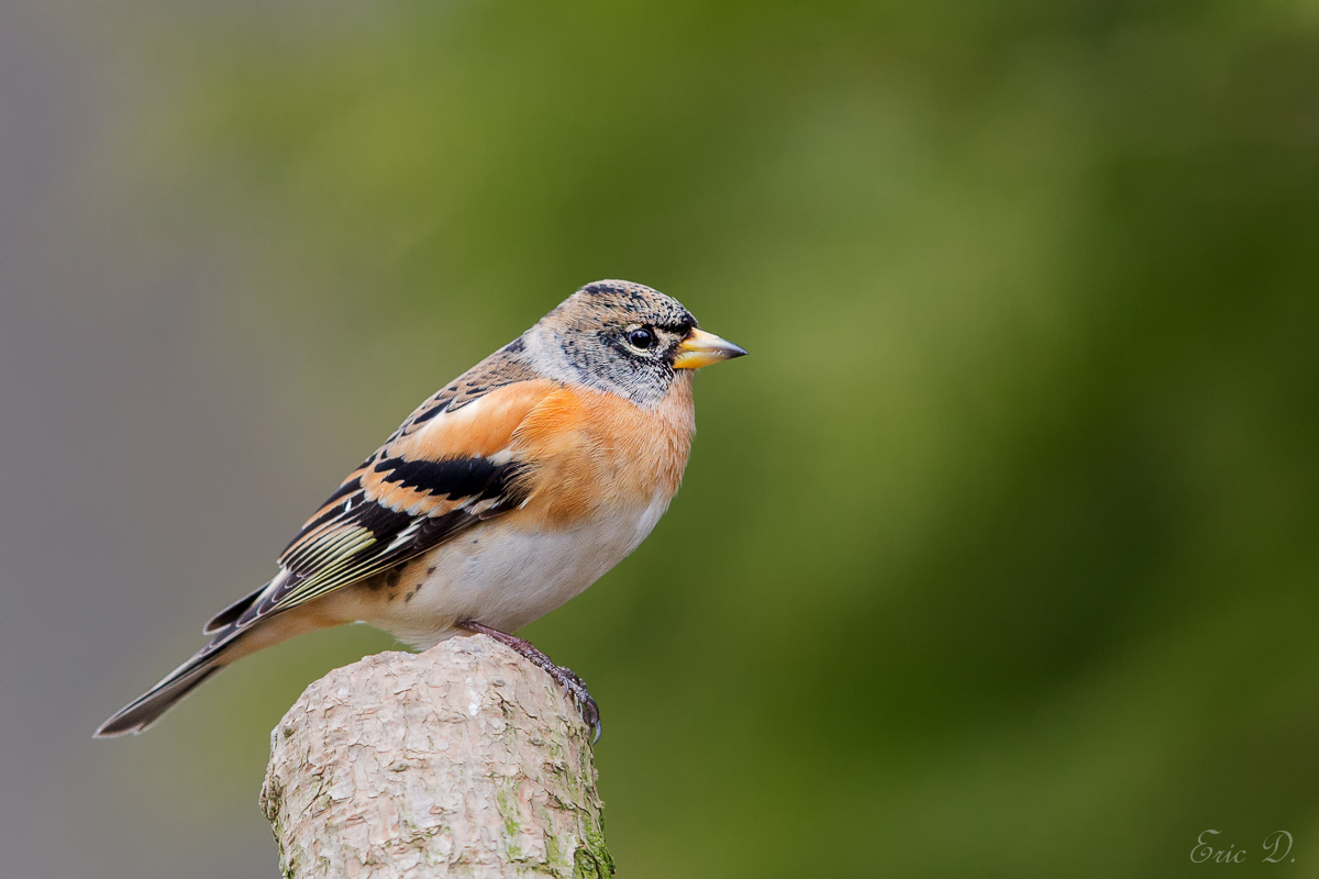 Der Bergfink (Forum für Naturfotografen)