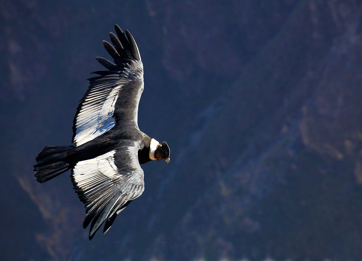 Andenkondor (Forum für Naturfotografen)