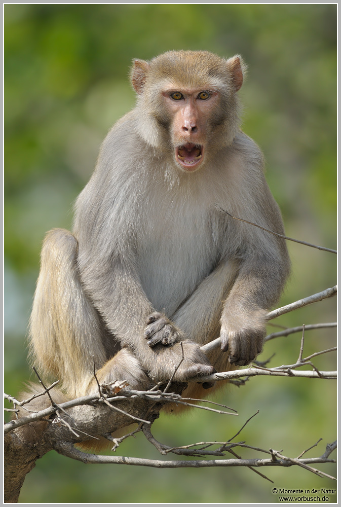 Rhesusaffe (Macaca mulatta) (Forum für Naturfotografen)