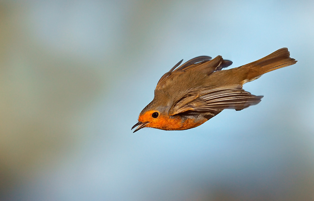 Rotkehlchen (Forum für Naturfotografen)