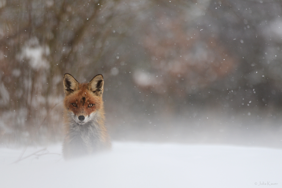 ~Schneefuchs~ (Forum für Naturfotografen)