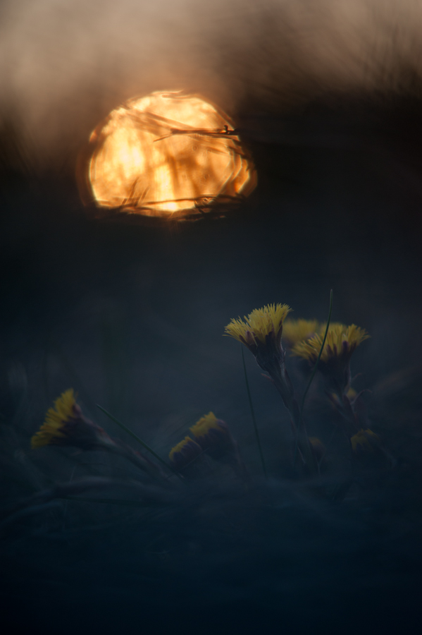 ~ Ein Hauch ... ~ (Forum für Naturfotografen)