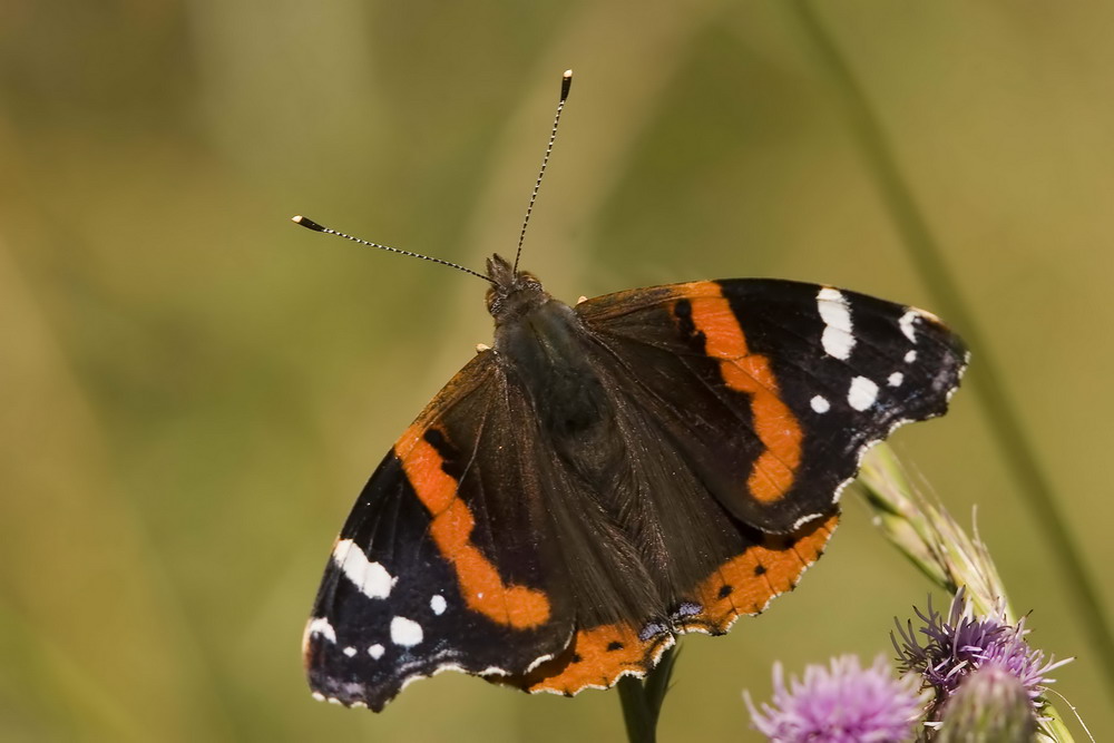 Admiral (Forum für Naturfotografen)