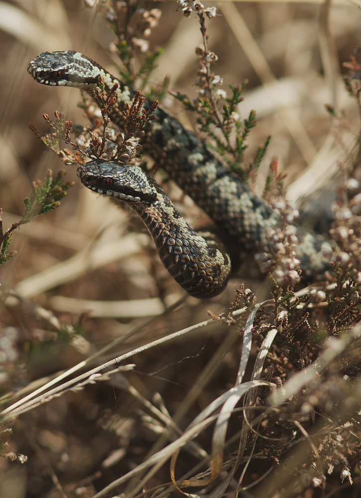 Kommentkampf im Moor Nr. 2 (Forum für Naturfotografen)