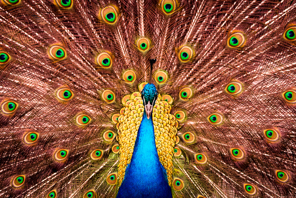 Blauer Pfau (Forum für Naturfotografen)