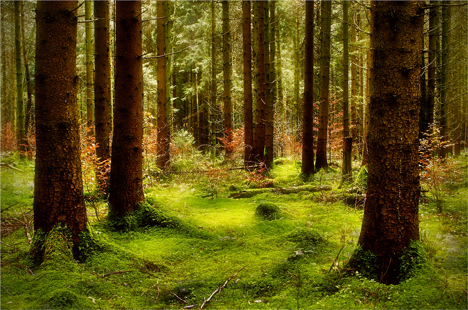 Auch ein Fichtenwald ... (Forum für Naturfotografen)