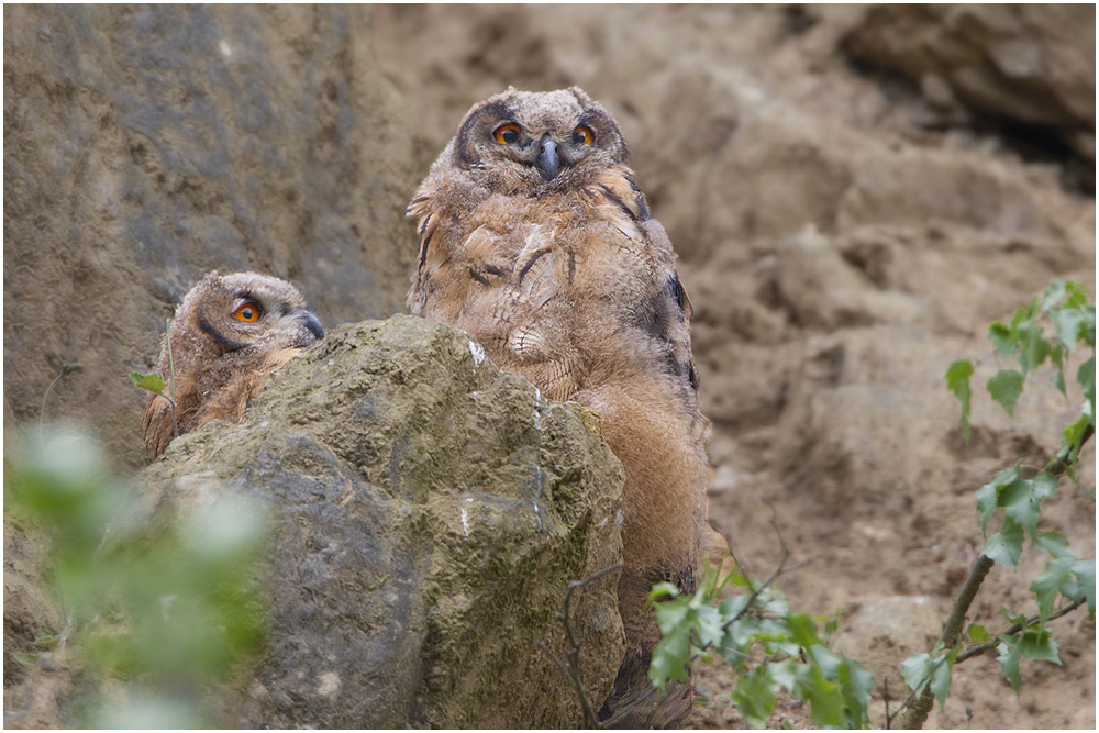 Uhu-Jungvögel... (Forum für Naturfotografen)