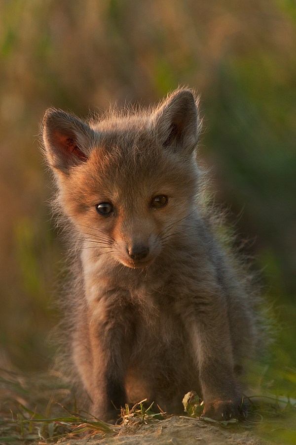 Flauschig (Forum für Naturfotografen)