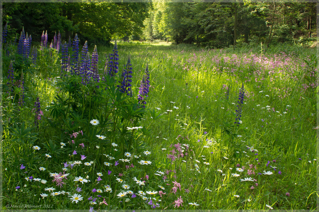 Sommerwiese (Forum für Naturfotografen)