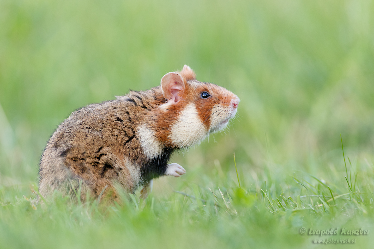 Der Feldhamster… (Forum für Naturfotografen)