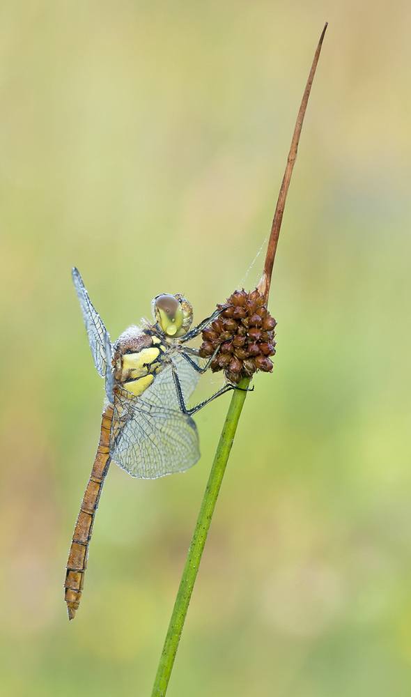 Hummel (Forum für Naturfotografen)