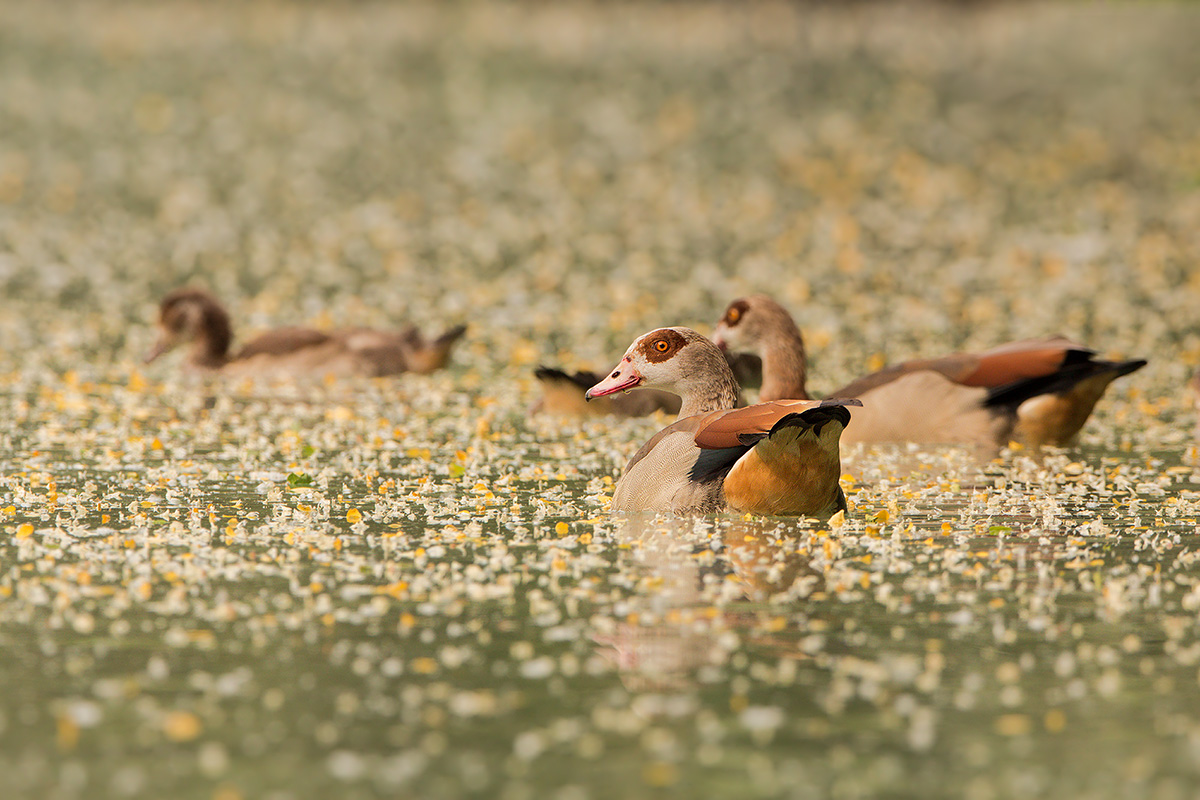 Nilgänse im Blütenmeer......... (Forum für Naturfotografen)