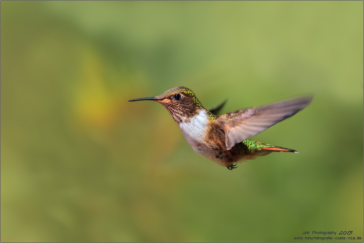 Vogelbild des Monats August 2013 (Forum für Naturfotografen)