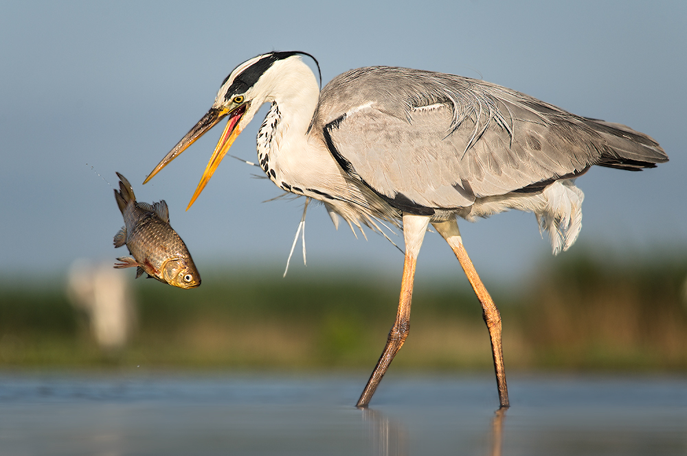 flying fish (Forum für Naturfotografen)