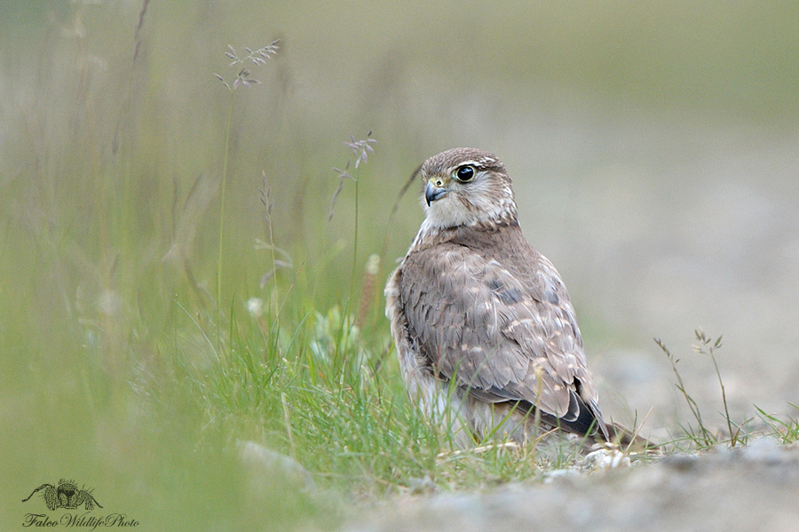 Merlin der Zauberer (Forum für Naturfotografen)