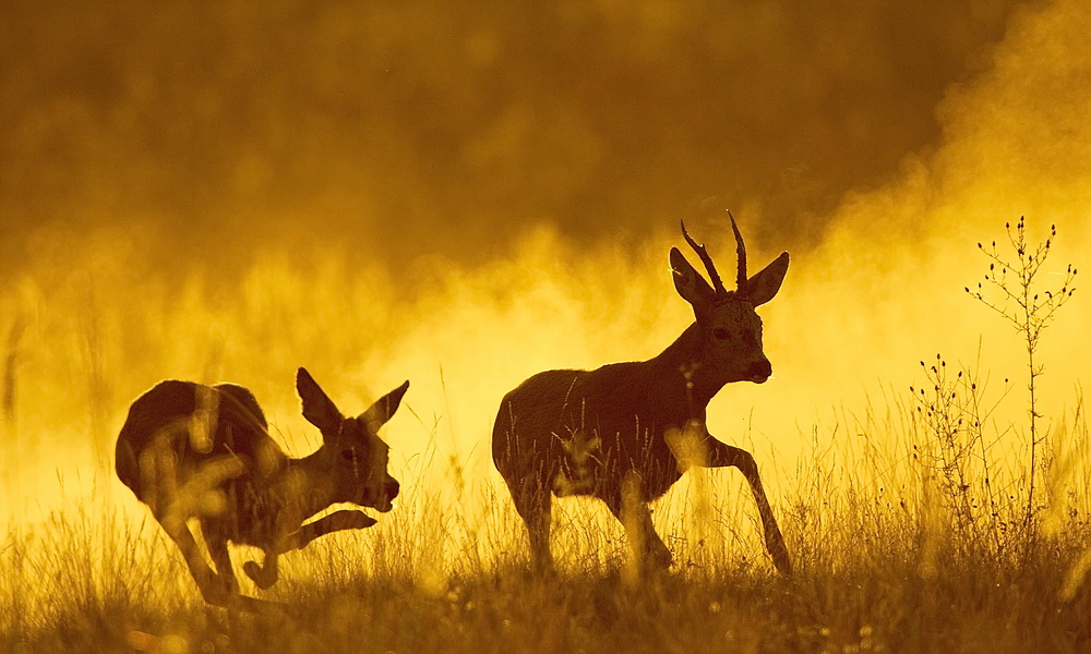 Tierbild des Monats August 2013 (Forum für Naturfotografen)