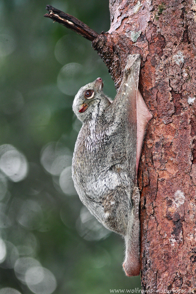 Malaien-Gleitflieger (Cynocephalus variegatus) (Forum für Naturfotografen)