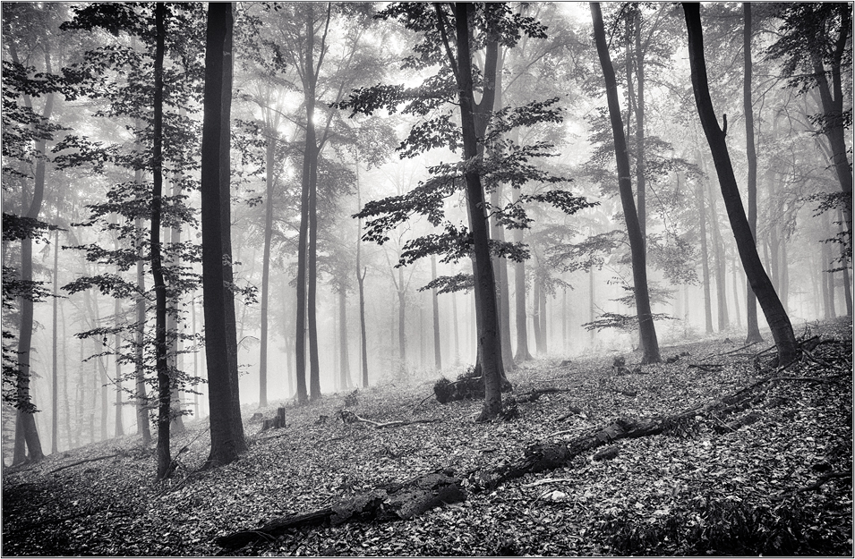 Nebelig (Forum für Naturfotografen)