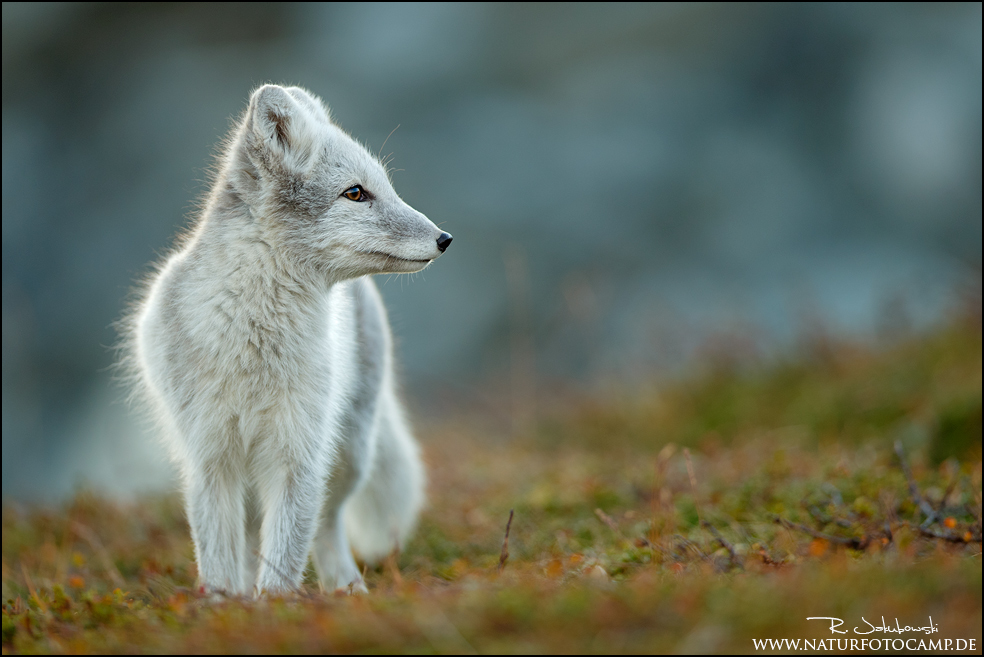 Polarfuchs (Forum für Naturfotografen)