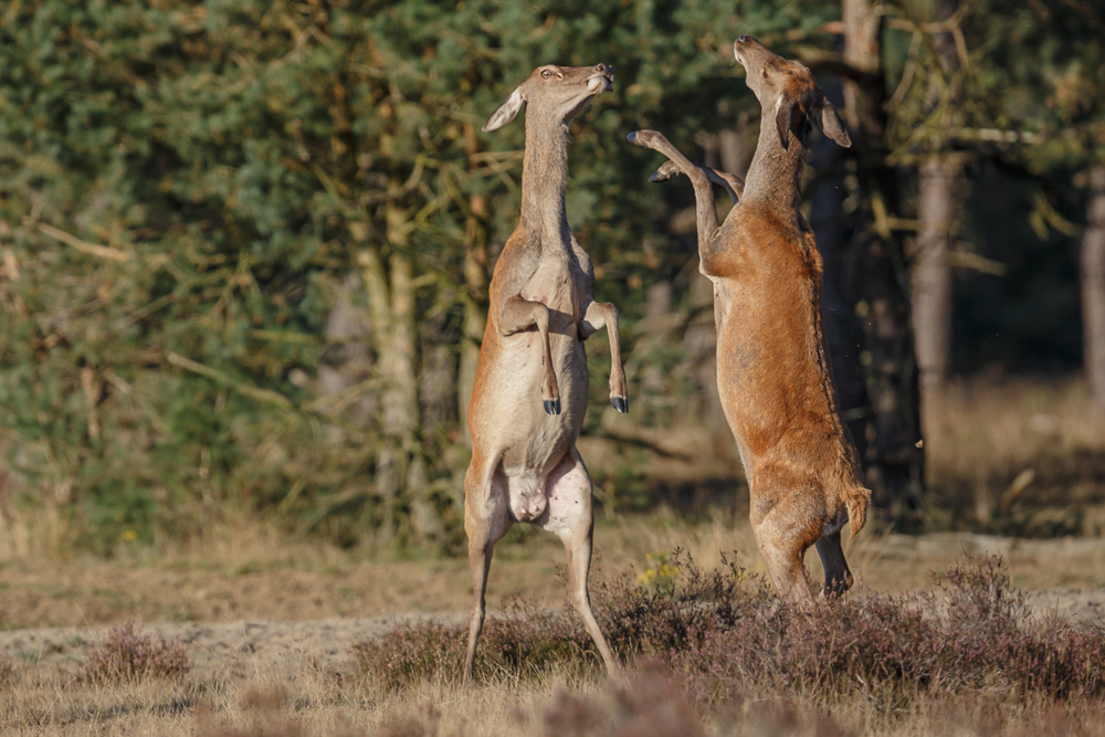 Zickenkrieg (Forum für Naturfotografen)