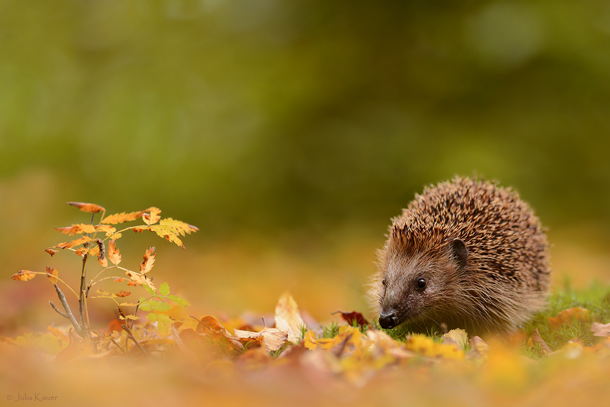 Tierbild des Monats Oktober 2013 (Forum für Naturfotografen)