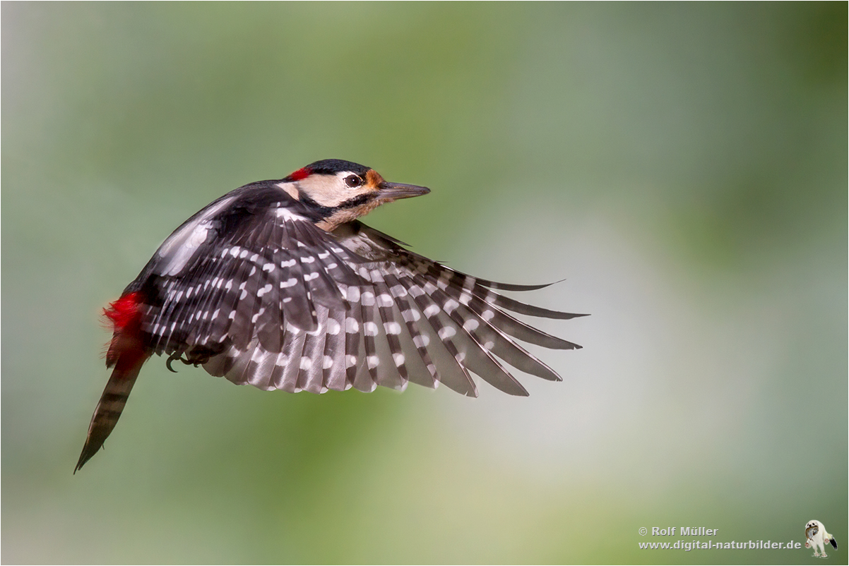 Buntspecht (Forum für Naturfotografen)