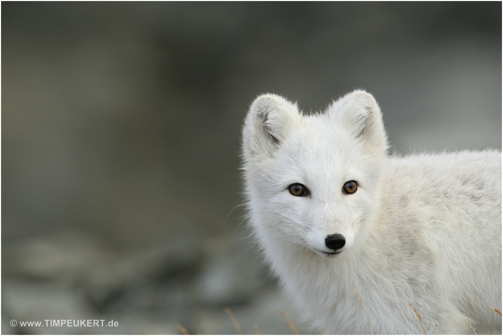 Polarfuchs Norwegen2013 (Forum für Naturfotografen)