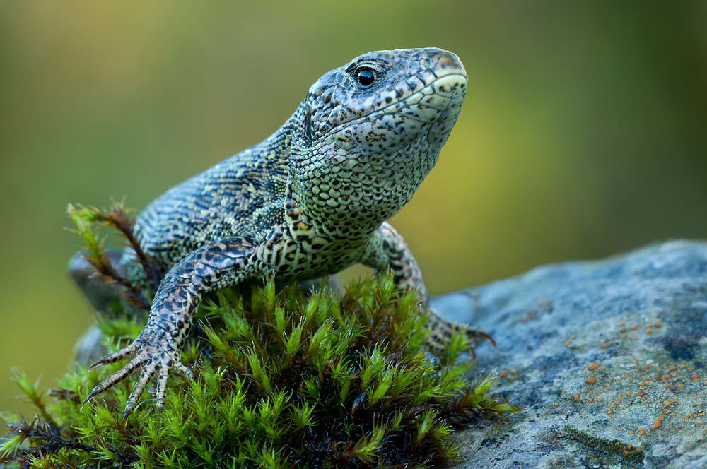 "Amphibien und Reptilien"-Bild des Monats Oktober 2013 (Forum für ...