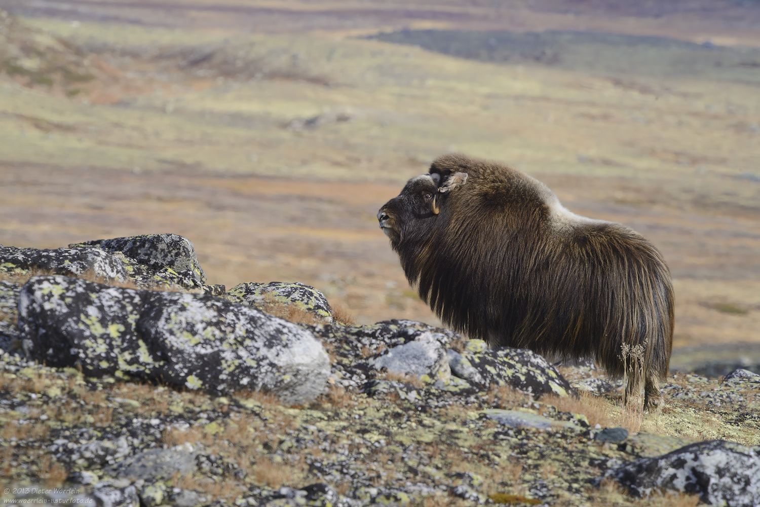 Moschusochse (Forum für Naturfotografen)