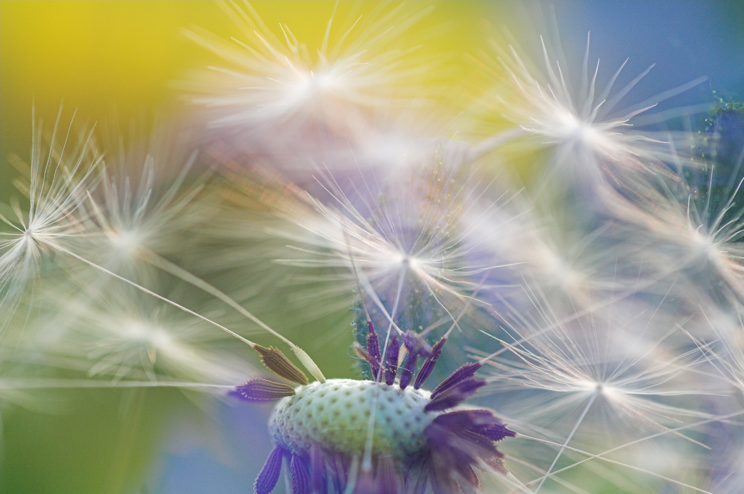 Pusteblume (Forum für Naturfotografen)