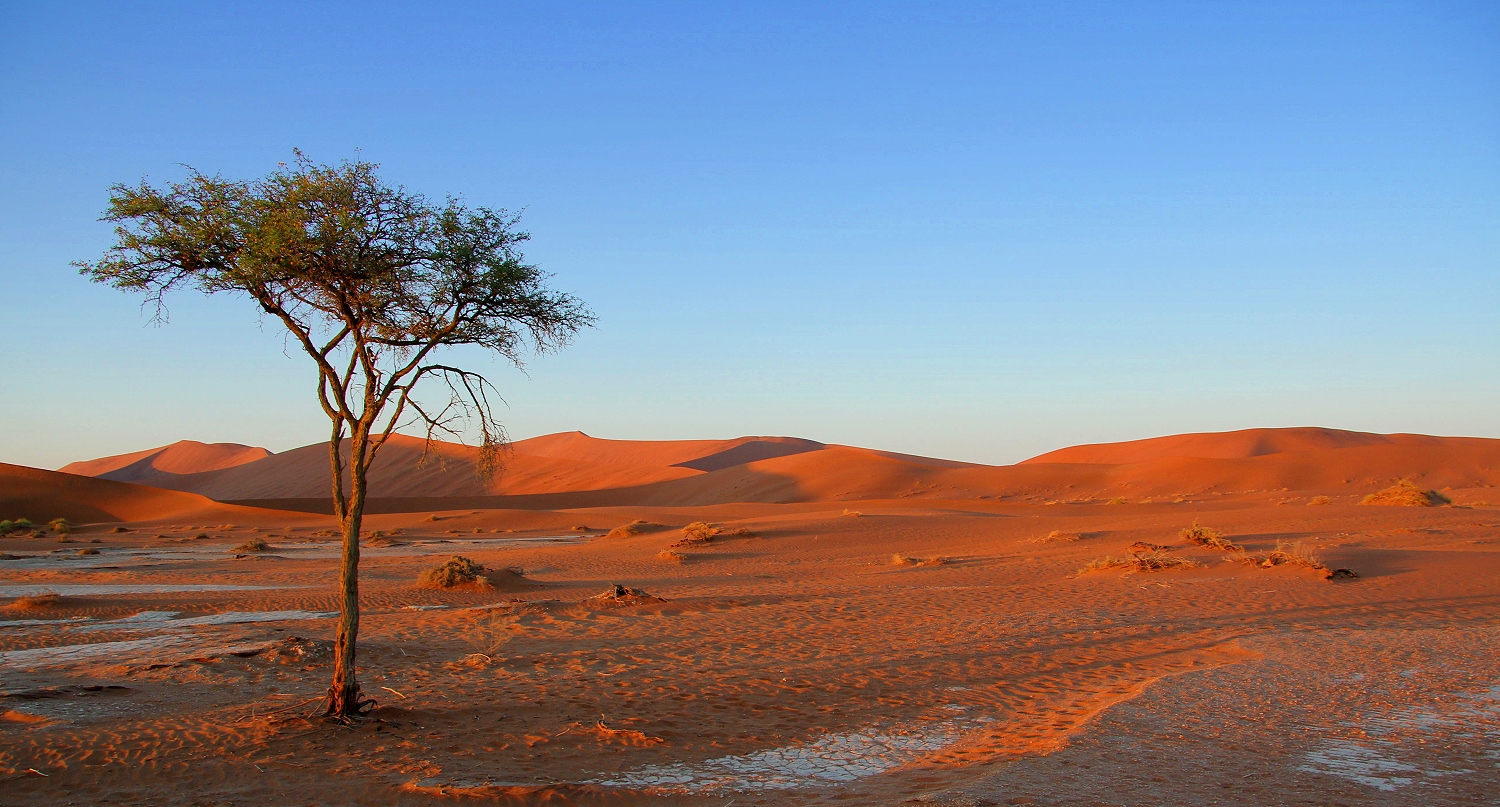 The last Tree - Namib Wüste - Namibia (Forum für Naturfotografen)