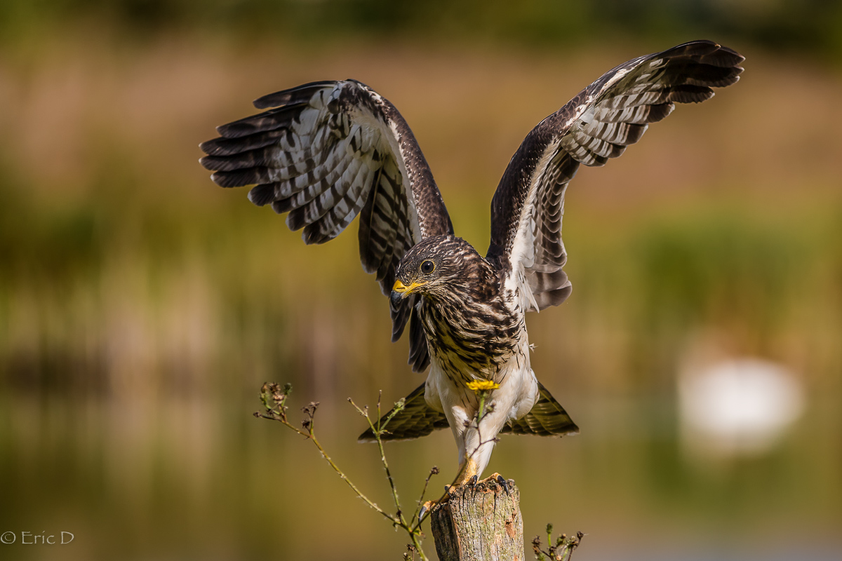 Tanzender Honig Bussard (Forum für Naturfotografen)